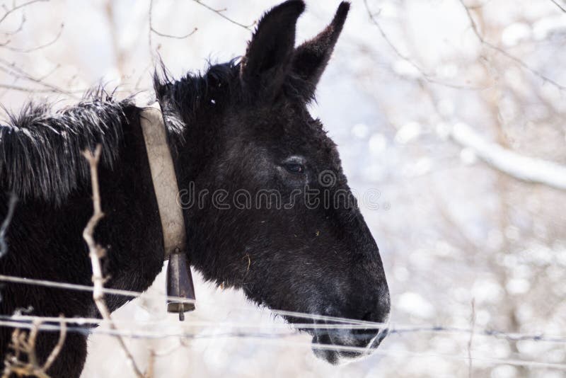 Donkey stock image. Image of black, donkey, winter, cold - 77481019