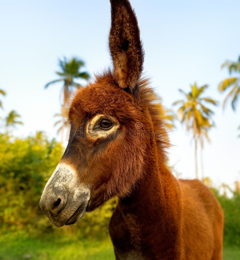 Donkey Young Baby Vertical stock photo. Image of space - 240039924