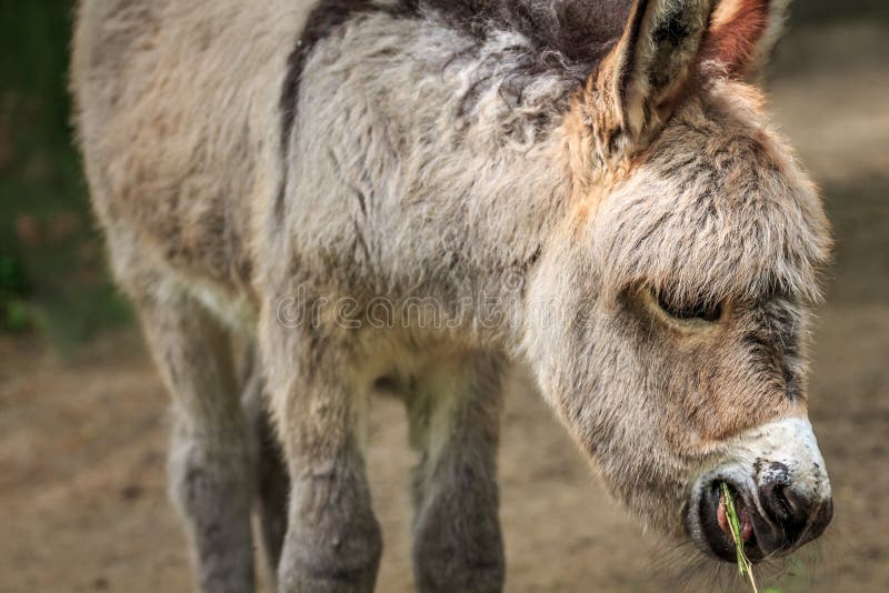 Donkey chewing the fence stock image. Image of farmyard - 55517073