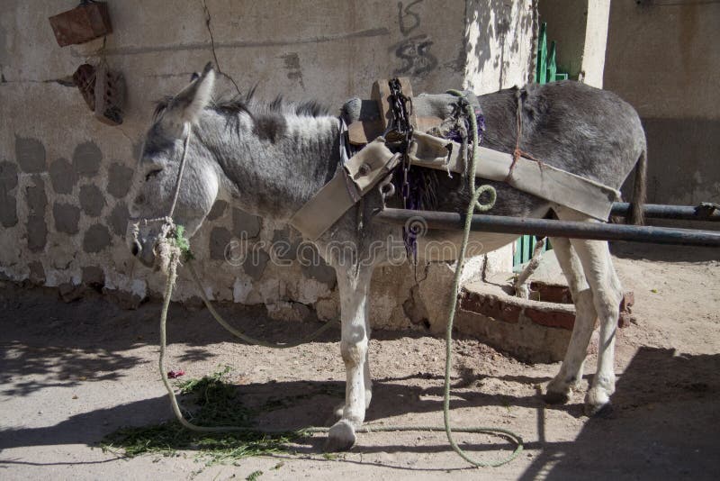 Donkey stock photo. Image of workhorse, animal, legs - 32386444