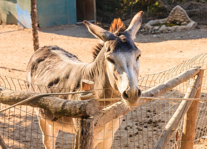 Donkey in a Zoo. Rhodes, Greece Stock Photo - Image of hoofed, rhodes ...