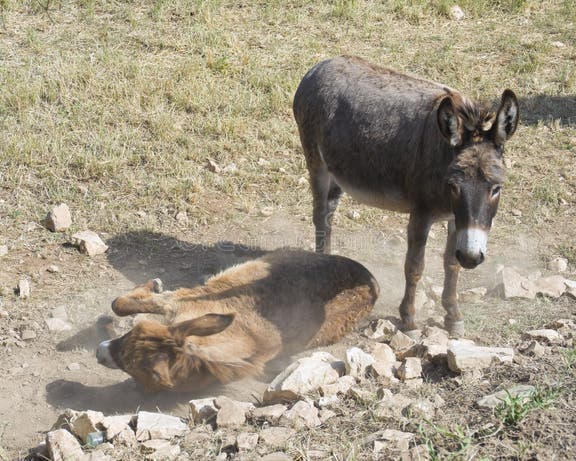 Donkeys. stock image. Image of rash, dust, mule, bray - 14753673
