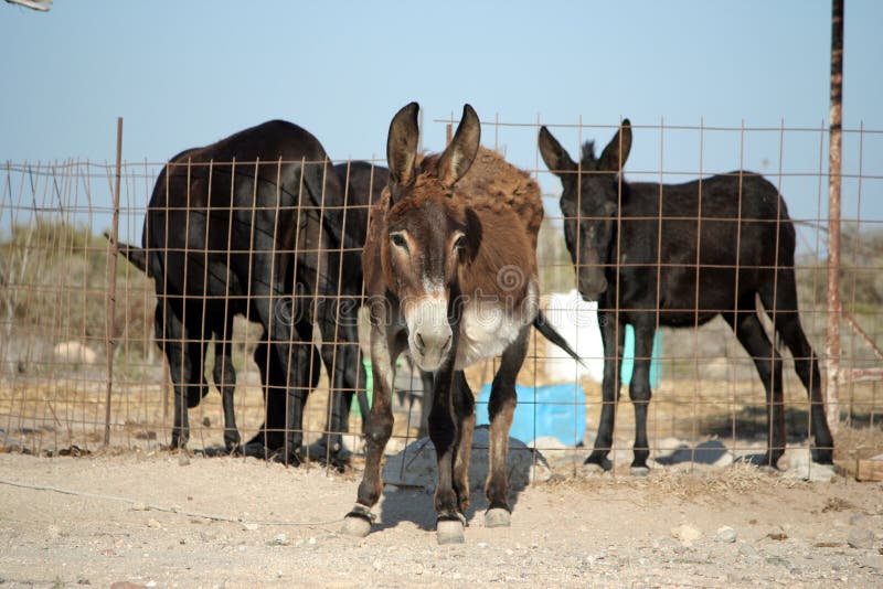 Young Donkeys Feed Straw and Grass in the Zoo Stock Photo - Image of ...