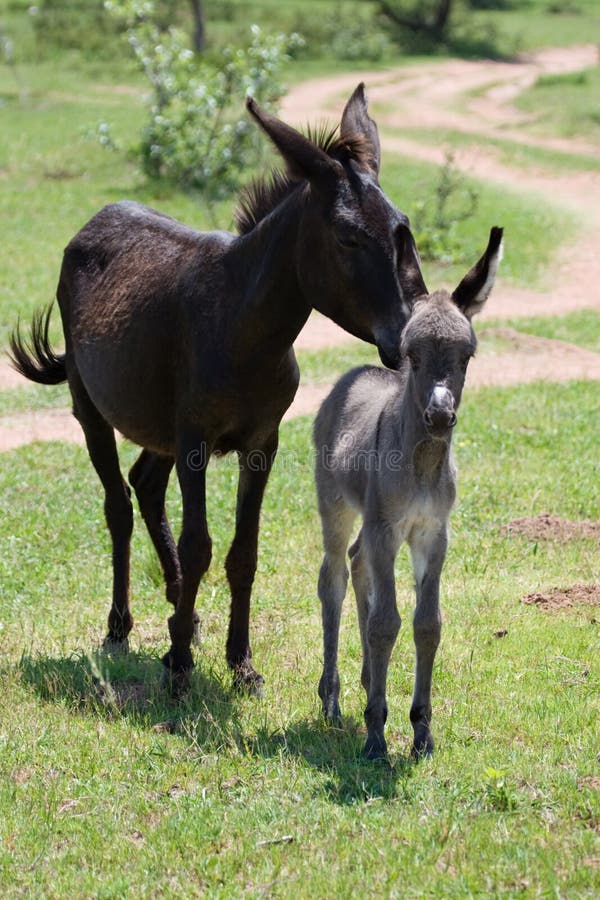 Donkeys stock photo. Image of foal, herbivorous, mare - 3896196
