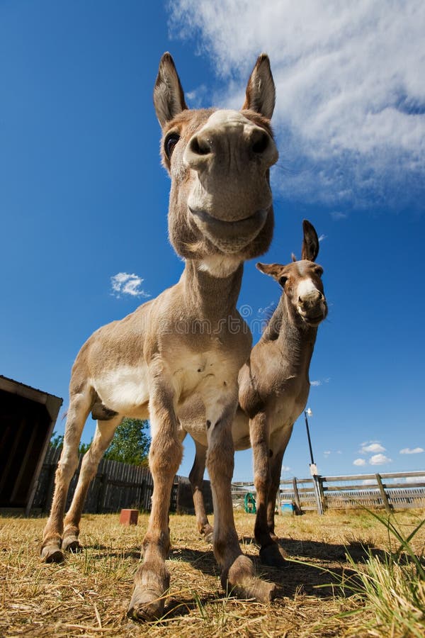 Giraffe Family stock image. Image of family, giraffe, wilderness - 998759