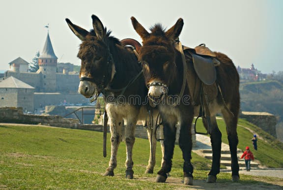 Donkeys stock photo. Image of donkey, pretty, medieval - 9191300