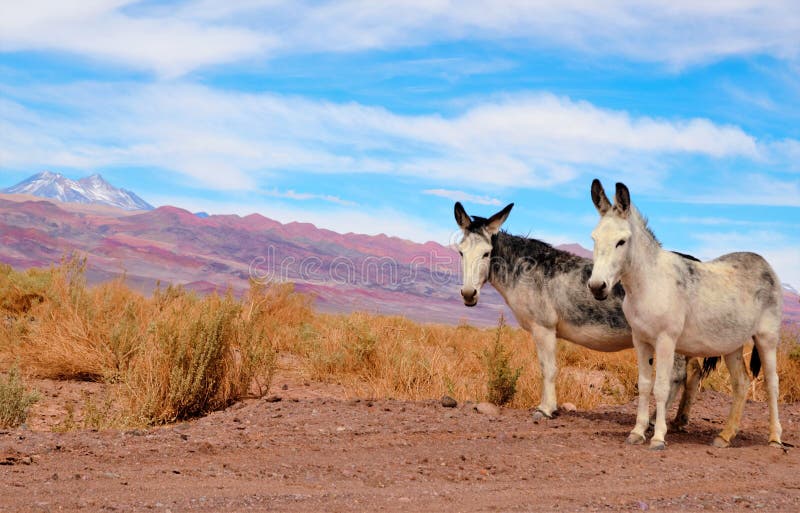 Donkeys in the desert stock image. Image of dark, donkey - 28851045