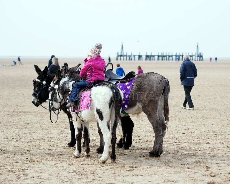 Beach Donkey stock photo. Image of coast, donkey, blue - 23435944