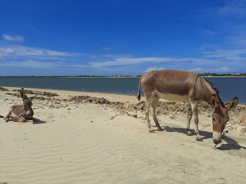 Donkeys on the Beach stock image. Image of waiting, beach - 255373367