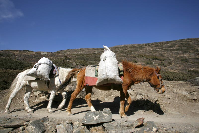 Donkeys Carrying Heavy Loads, Annapurna Stock Image - Image of stubborn ...