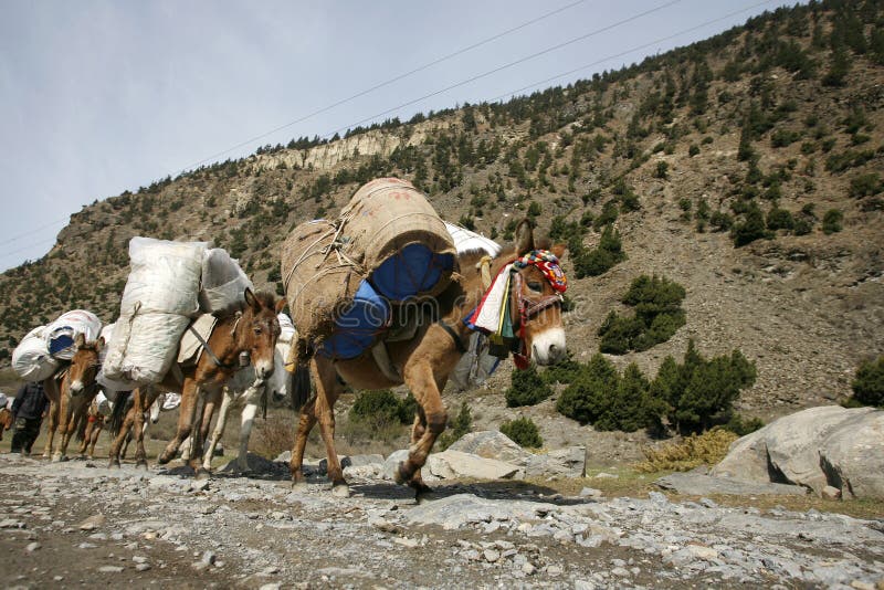 Donkeys Carrying Heavy Loads, Annapurna Stock Photo - Image of travel ...