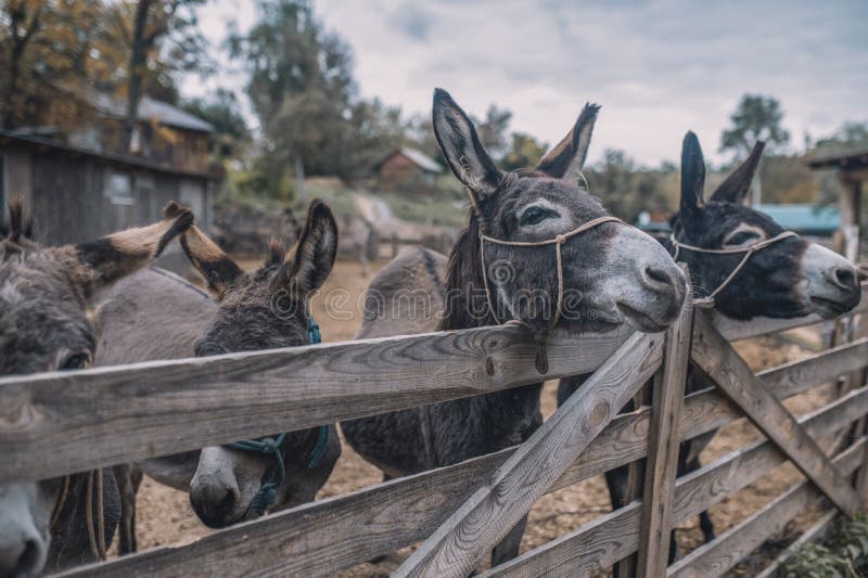 Donkeys in a Cattle-pen on a Farm Stock Photo - Image of countryside ...