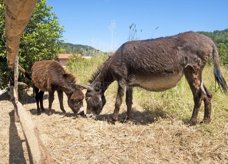 Donkey Countrylife Stock Photos - Free & Royalty-Free Stock Photos from ...