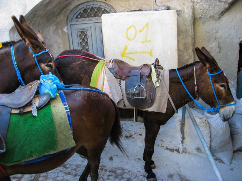 Donkeys stock image. Image of brute, brayer, donkey, moke - 59800227