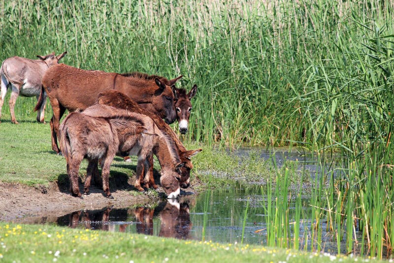 Donkeys drinking water stock photo. Image of water, donkeys - 84273864