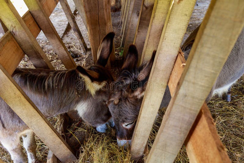 Donkeys Eat in a Corral or in an Aviary. Background with Copy Space for ...