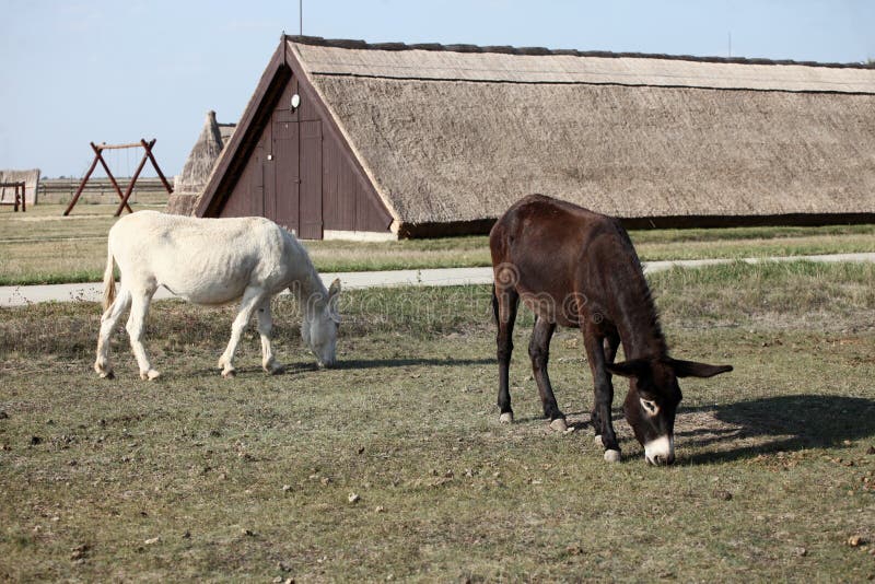 Barnyard stock photo. Image of stockyard, animal, barn - 81151158