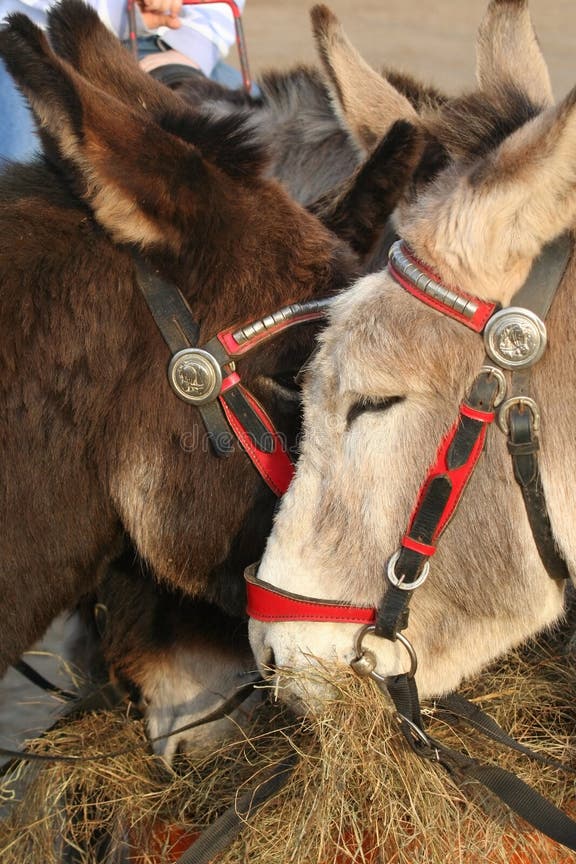 Donkeys Eating Hay stock image. Image of wild, giddup, quadruped - 797629