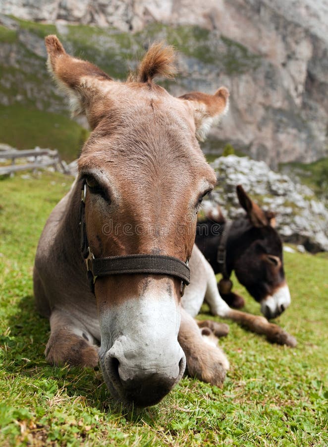 Donkeys , Equus Africanus Asinus Stock Image - Image of front ...