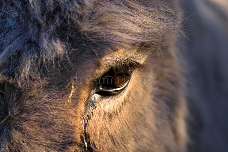 A donkeys eye stock image. Image of eyelashes, iris, animal - 5225251