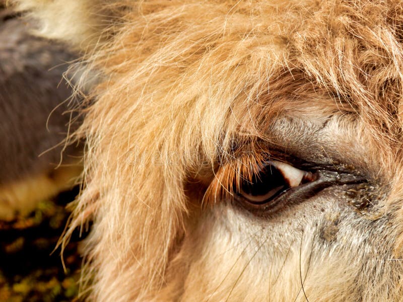 Donkeys eye view! stock photo. Image of cute, eyelash - 182248130
