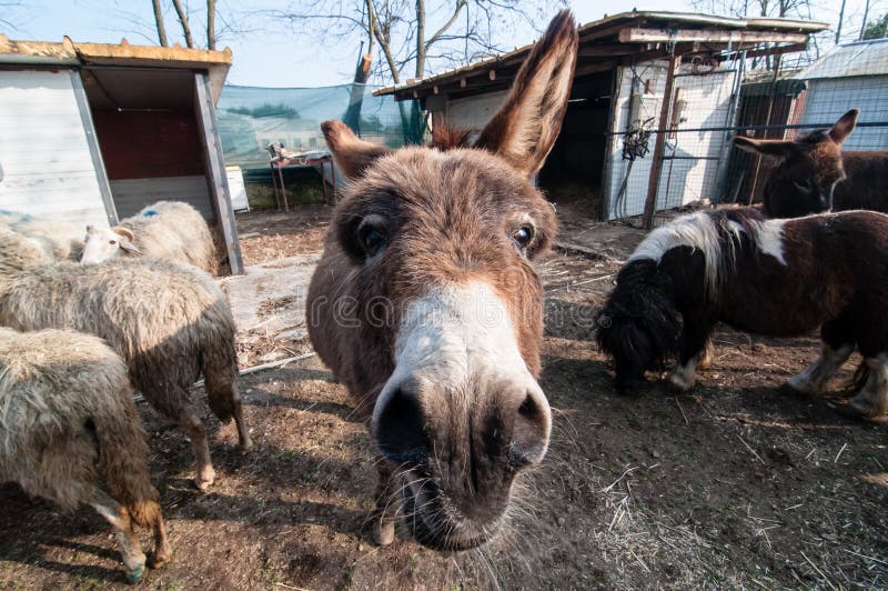 Donkeys on the farm stock photo. Image of mulish, livestock - 29630964