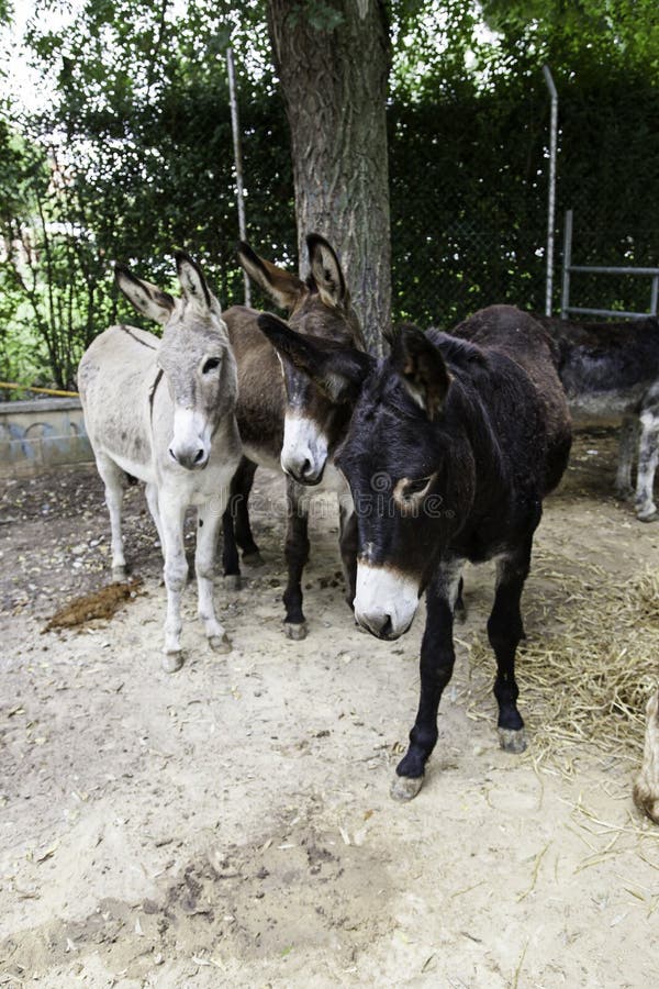 Donkeys on farm stock image. Image of horses, close, boards - 80576965
