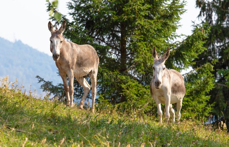 Endomass77 - Photographer profile