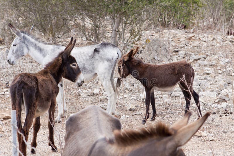 Donkeys in Field Outdoor in Summer Looking Stock Image - Image of ...