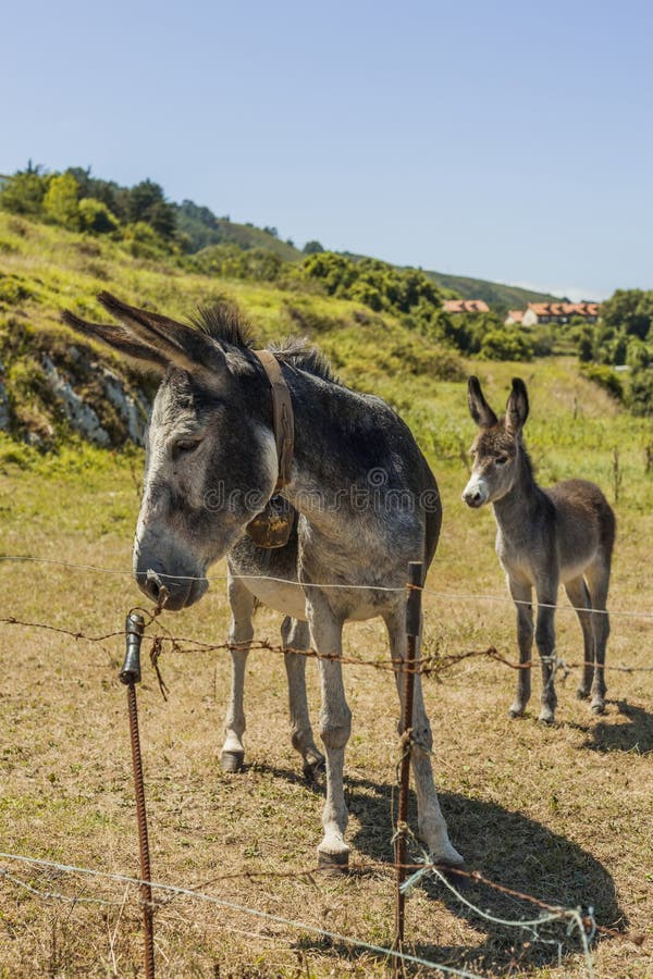Donkeys on the field stock image. Image of herd, nature - 100749319