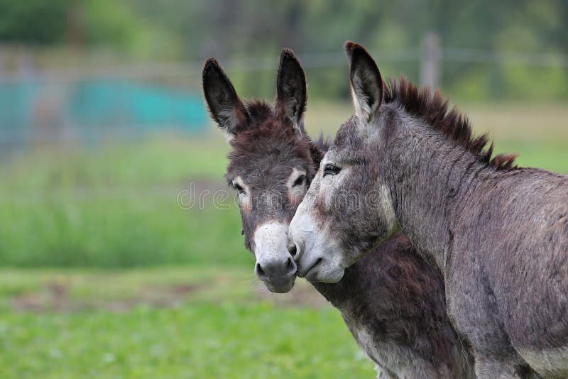 Two Donkeys Cuddling in Green Field Stock Image - Image of animal ...