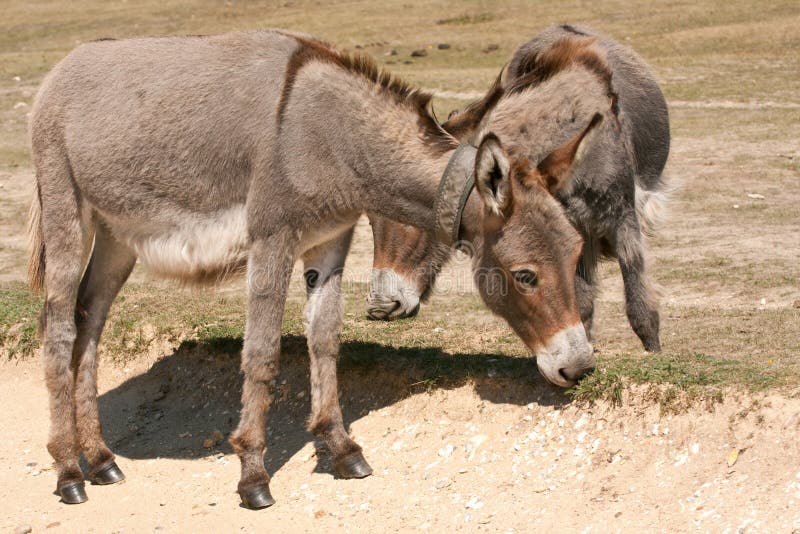 Donkeys Grazing Along a Sand Track Stock Photo - Image of heather ...