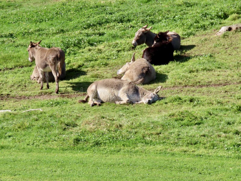 Donkeys in Pasture Sleeping Stock Image - Image of donkeys, summer ...