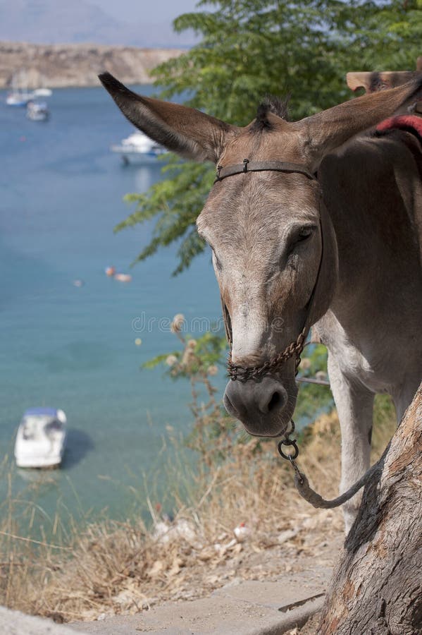 Donkeys Lindos Rhodes Greece Stock Image - Image of housing, donkey ...