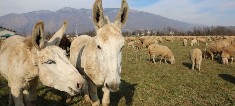 Donkeys with Long Ears in the Middle of the Sheep Herd Stock Photo ...