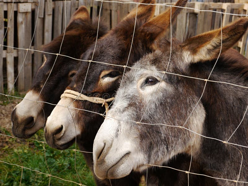 Donkeys Looking through a Fence on a Farm Stock Photo - Image of summer, sleepy: 405441858
