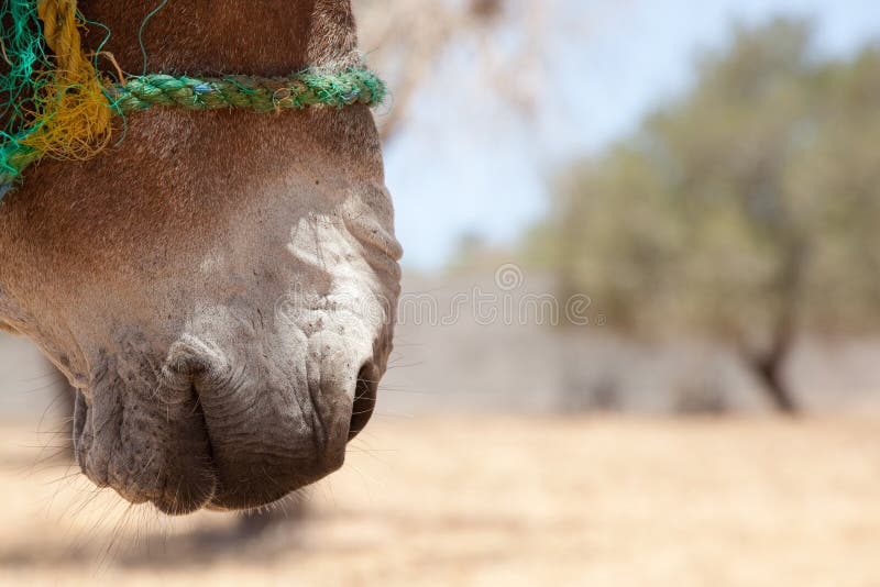 892 Donkey Mouth Photos - Free & Royalty-Free Stock Photos from Dreamstime
