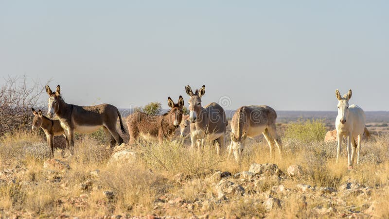 Donkeys in Namibia stock image. Image of baby, young - 61248917