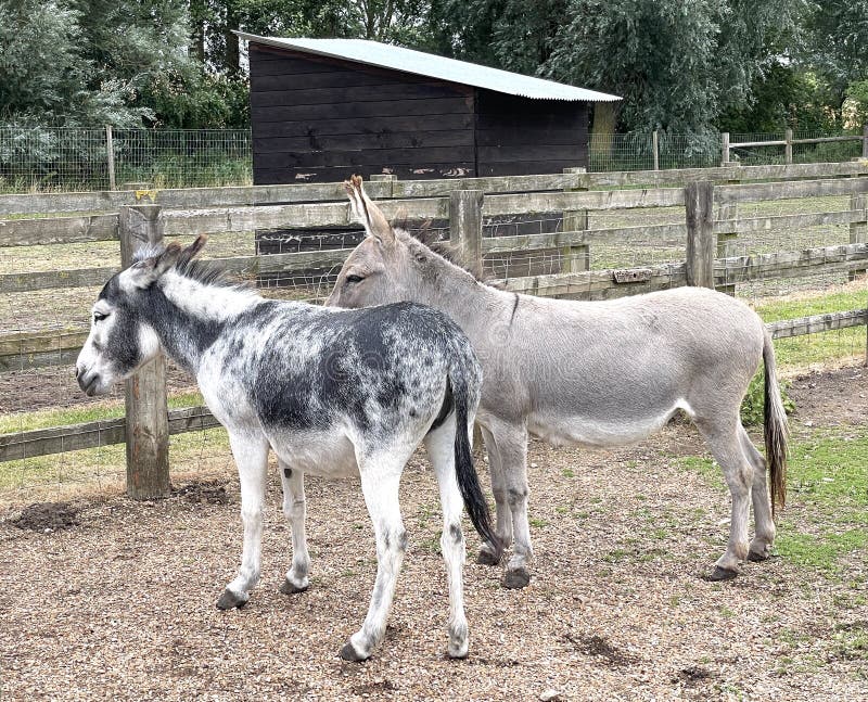 Donkeys Outside in the Garden Plays Stock Photo - Image of donkeys ...