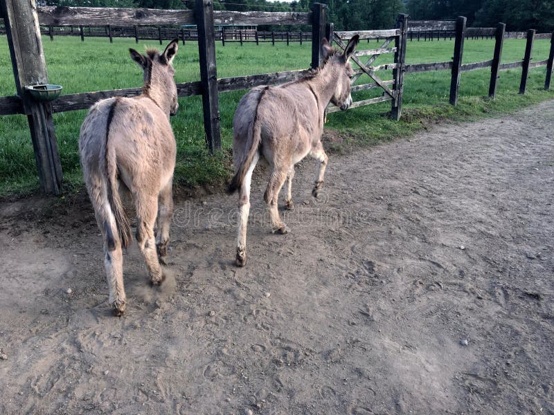 Couple of Donkeys Mating in the Mountains Stock Photo - Image of animal ...