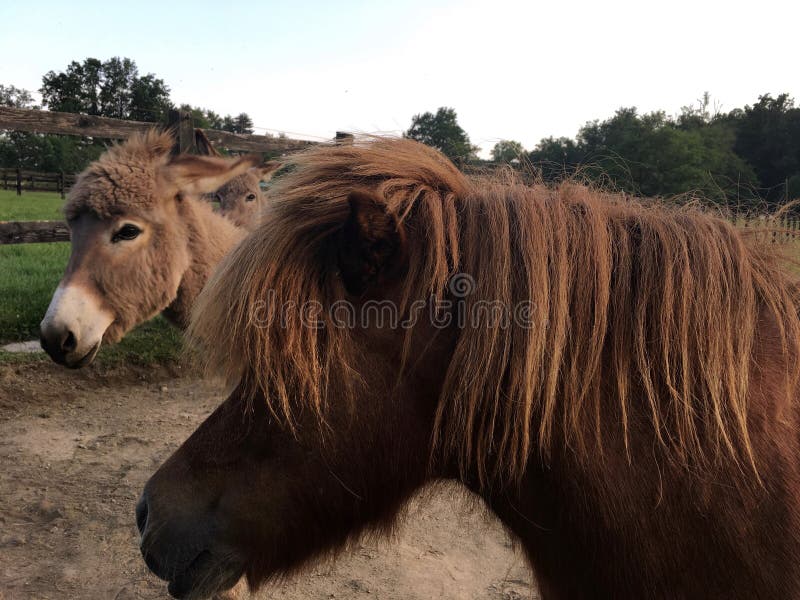 Couple of Donkeys Mating in the Mountains Stock Photo - Image of animal ...