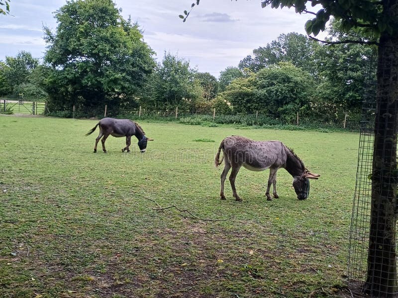 Donkeys on a Paddock, Farm Visit, Suffolk Stock Image - Image of herd ...