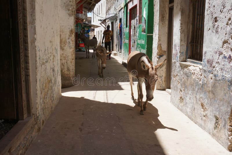 Exhausted Donkey Stock Photos - Free & Royalty-Free Stock Photos from ...
