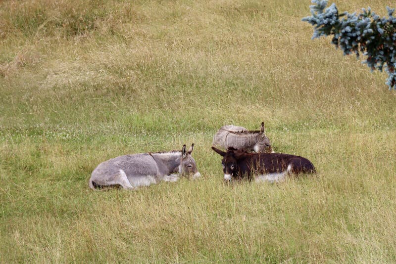 Donkeys in Pasture Sleeping Stock Photo - Image of country, countryside ...