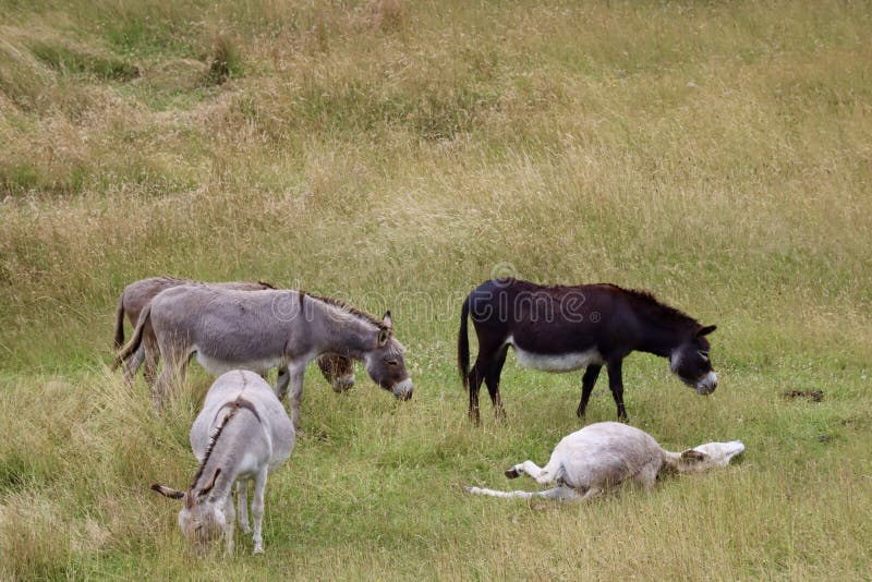Donkeys in Pasture Sleeping Stock Image - Image of enjoying, laying ...