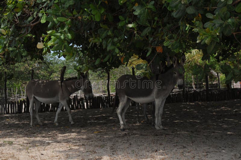 Donkeys stock image. Image of horn, savanna, cattle - 272584375