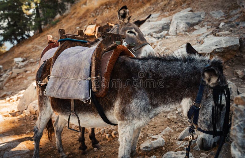Donkeys Rest Near the Acropolis of Lindos Stock Image - Image of city ...
