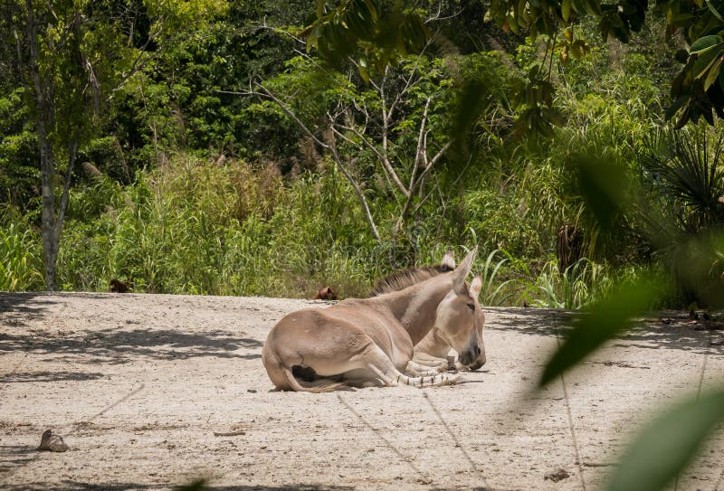 Donkeys resting in the zoo stock image. Image of scene - 181702281