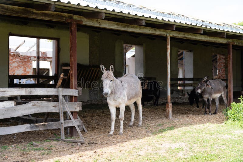 Donkeys in a Rustic Barn Surrounded by Hay and Nature in a Rural ...