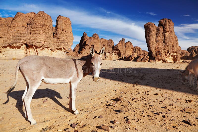 Donkeys in Sahara Desert stock photo. Image of environment - 17773458